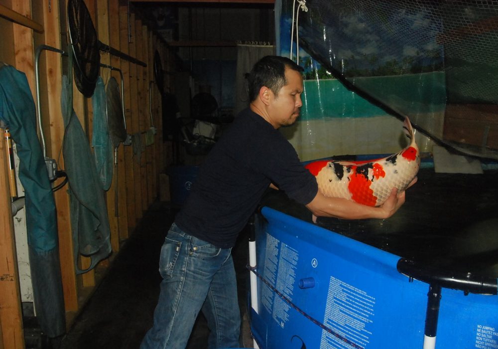 Genki Koi Inc | Koi Dealers | San Jose, United States