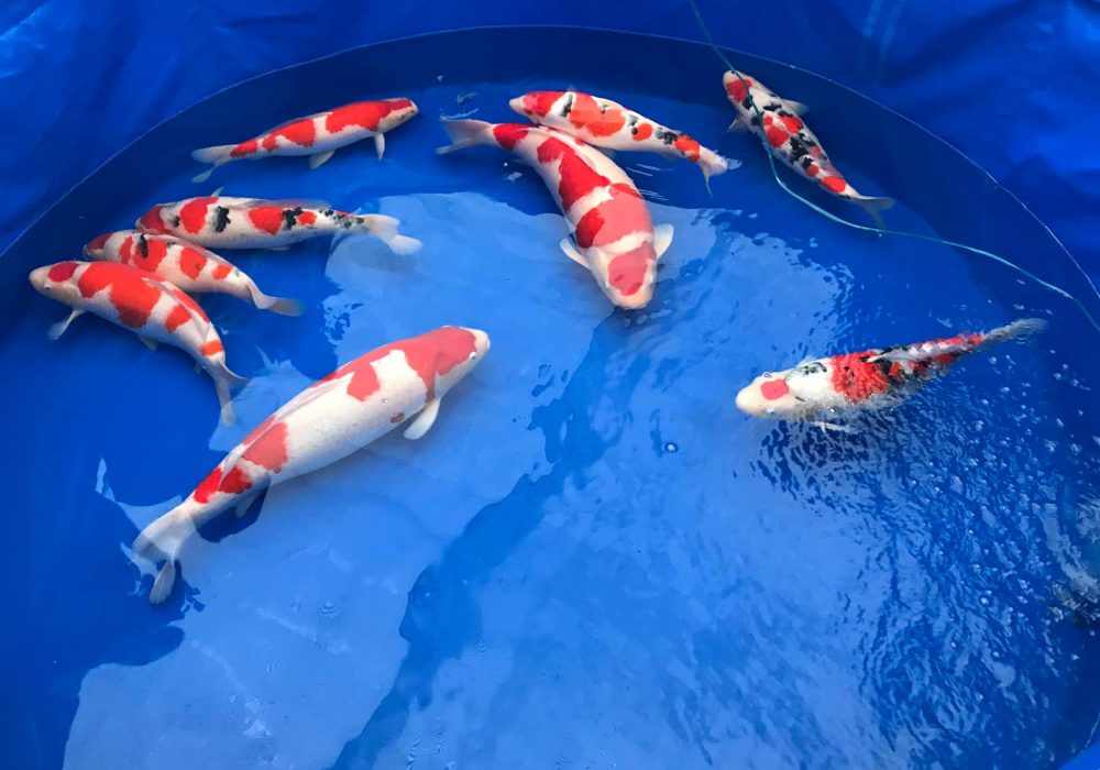 Kim's Koi | Koi Dealers | Boortmeerbeek, Belgium