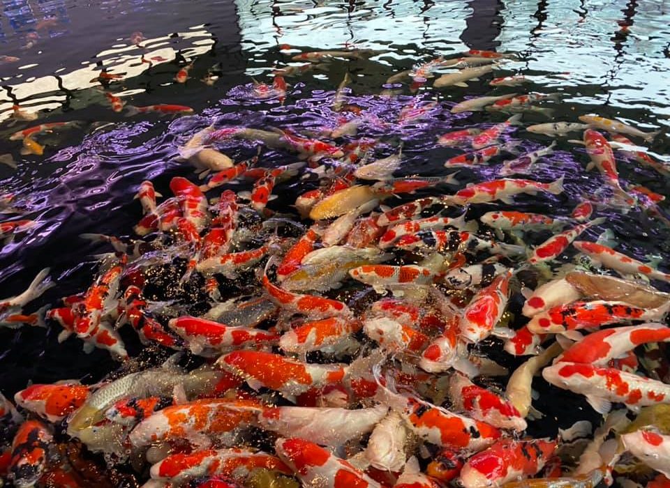 Kodama Koi Farm | Koi Dealers | Mililani, United States Minor Outlying ...