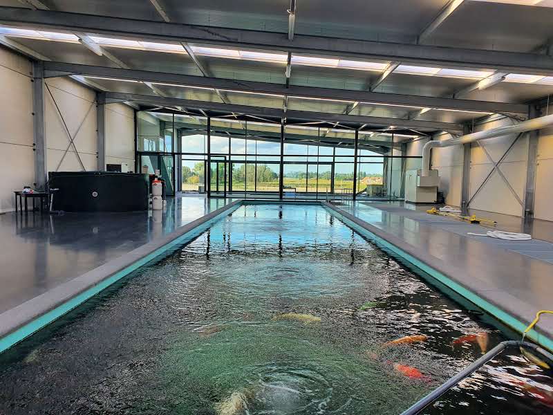 The Koi Company | Koi Dealers | Hooglede, Belgium