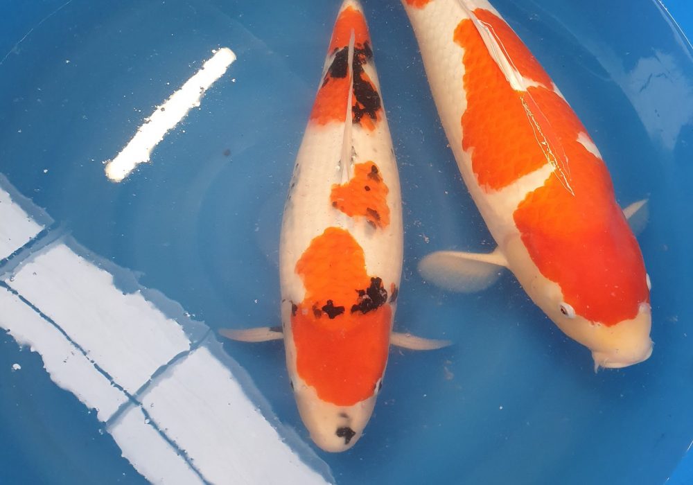 The Koi Company | Koi Dealers | Hooglede, Belgium