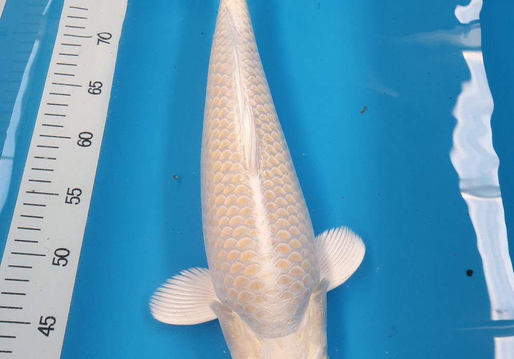 The Koi Company | Koi Dealers | Hooglede, Belgium