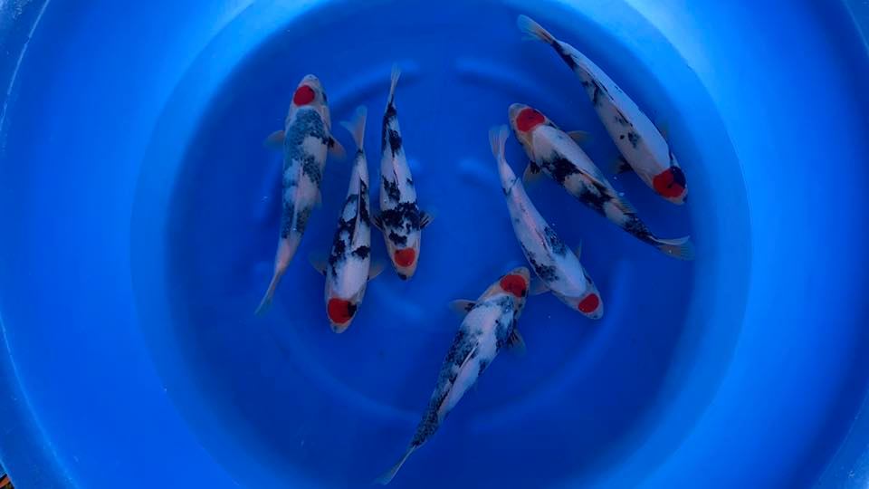 KoiKing - Germany - Golßen