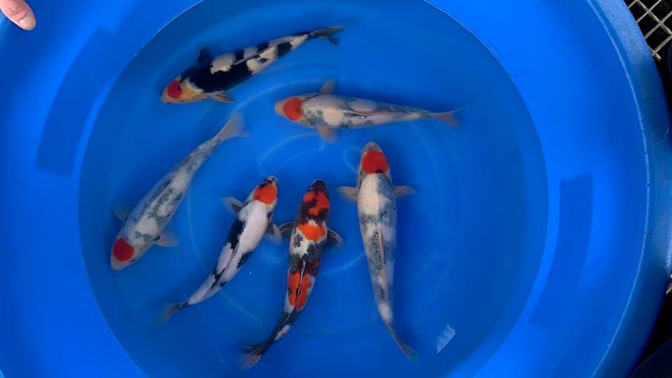 KoiKing - Germany - Golßen