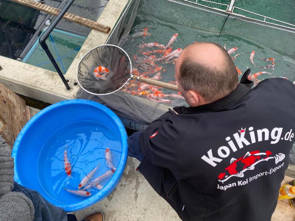 KoiKing - Germany - Golßen