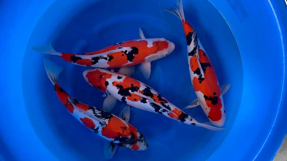 KoiKing - Germany - Golßen