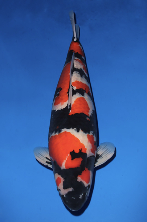 Dainichi Koi Farm - Japan - Ojiya